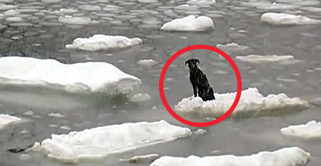 Russian sailors rescue a dog stranded on an iceberg.