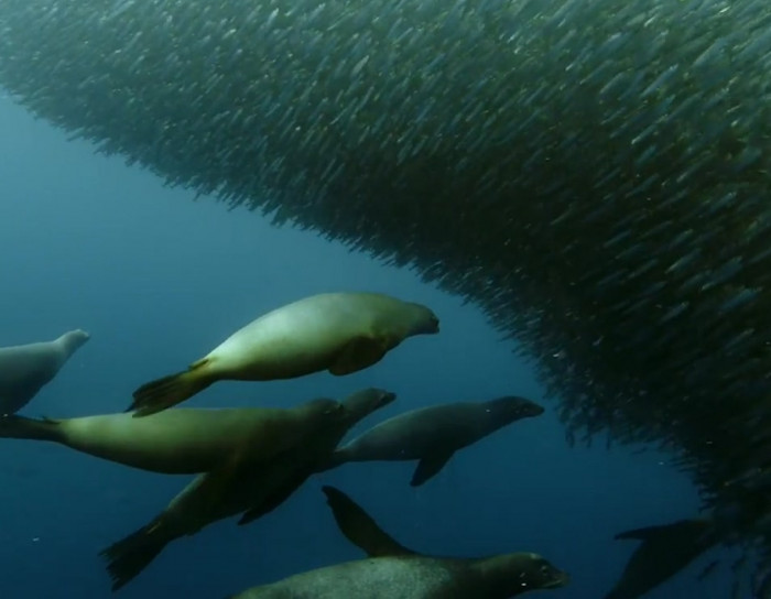 Watching sea predators go in on a massive shoal of sardines is ...