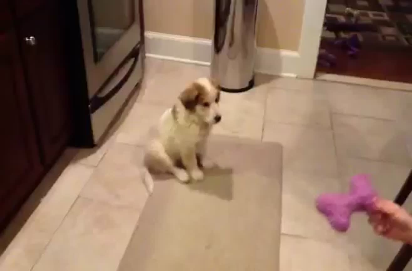 Teaching a puppy how to catch.