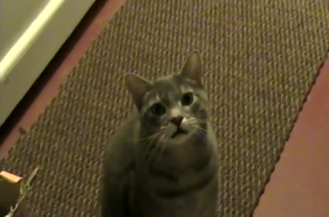 Just a cat saying hey.