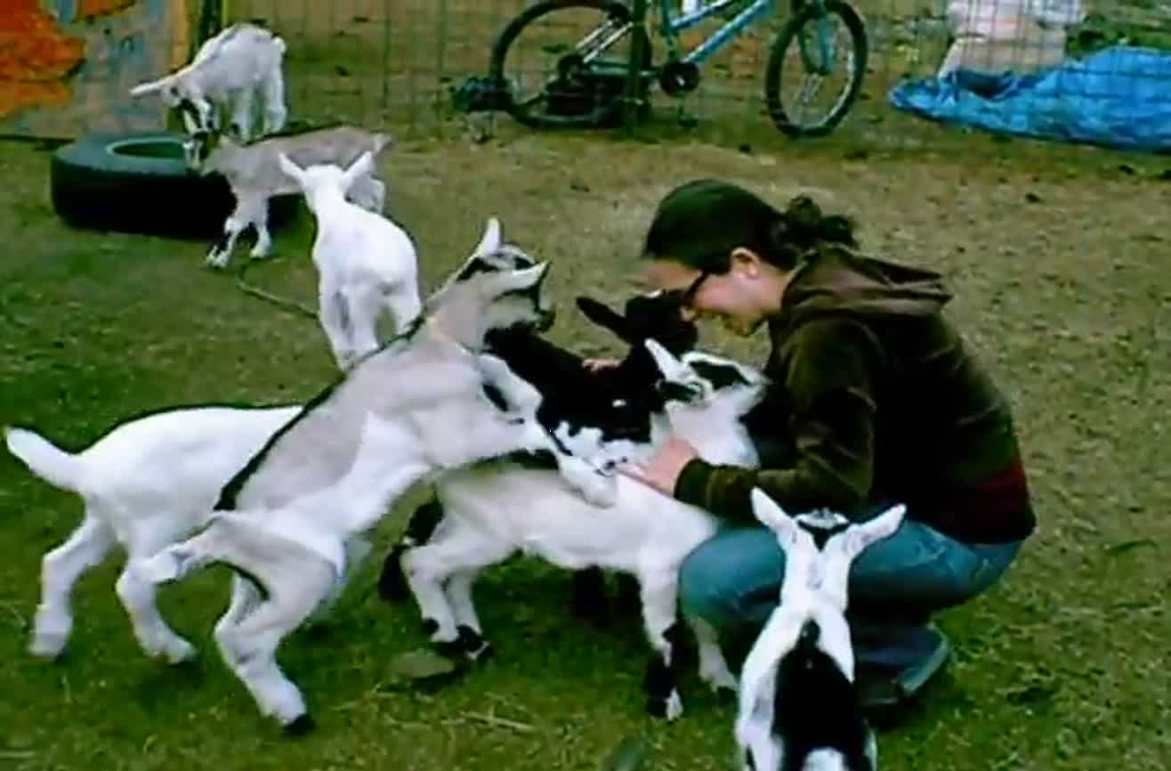 Baby goat love pile.