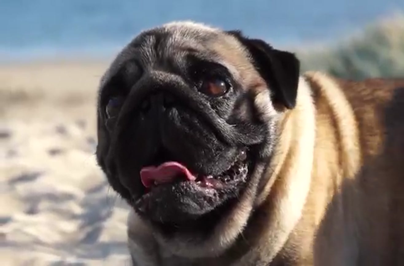 10 adorable rescued pugs frolic on the beach.