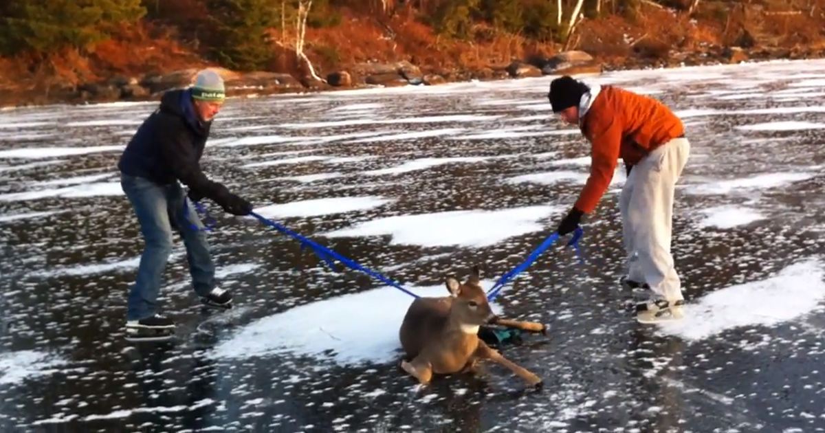 Two guys rescue deer from frozen lake.