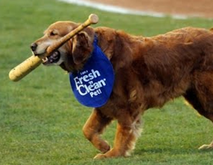 The bat dog who became a baseball legend.
