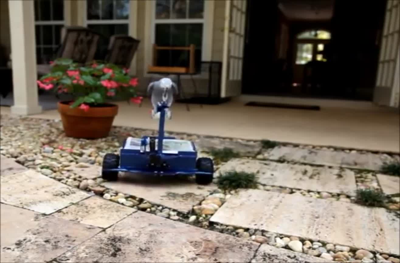 Engineer creates a driveable buggy for his parrot.