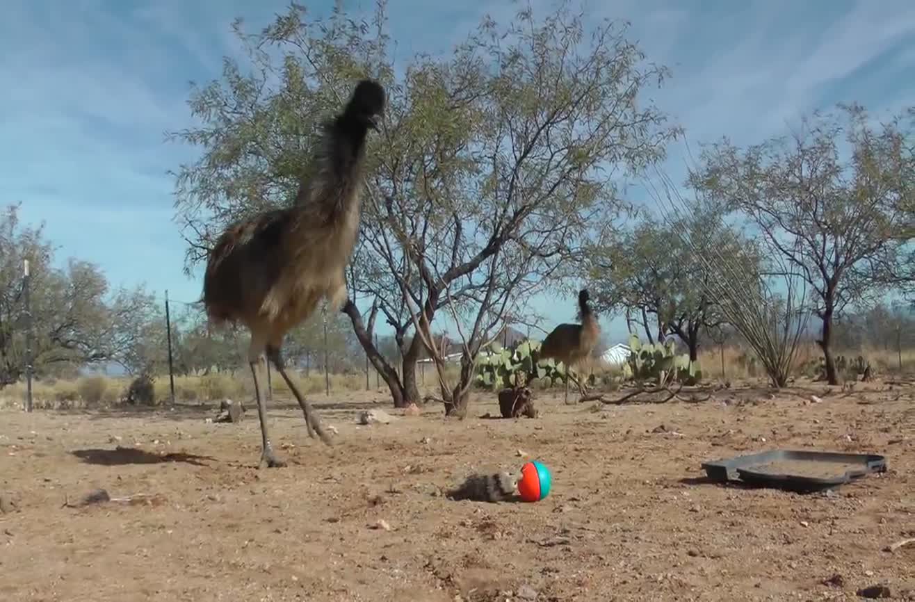Emus and ostriches vs. A weasel ball.