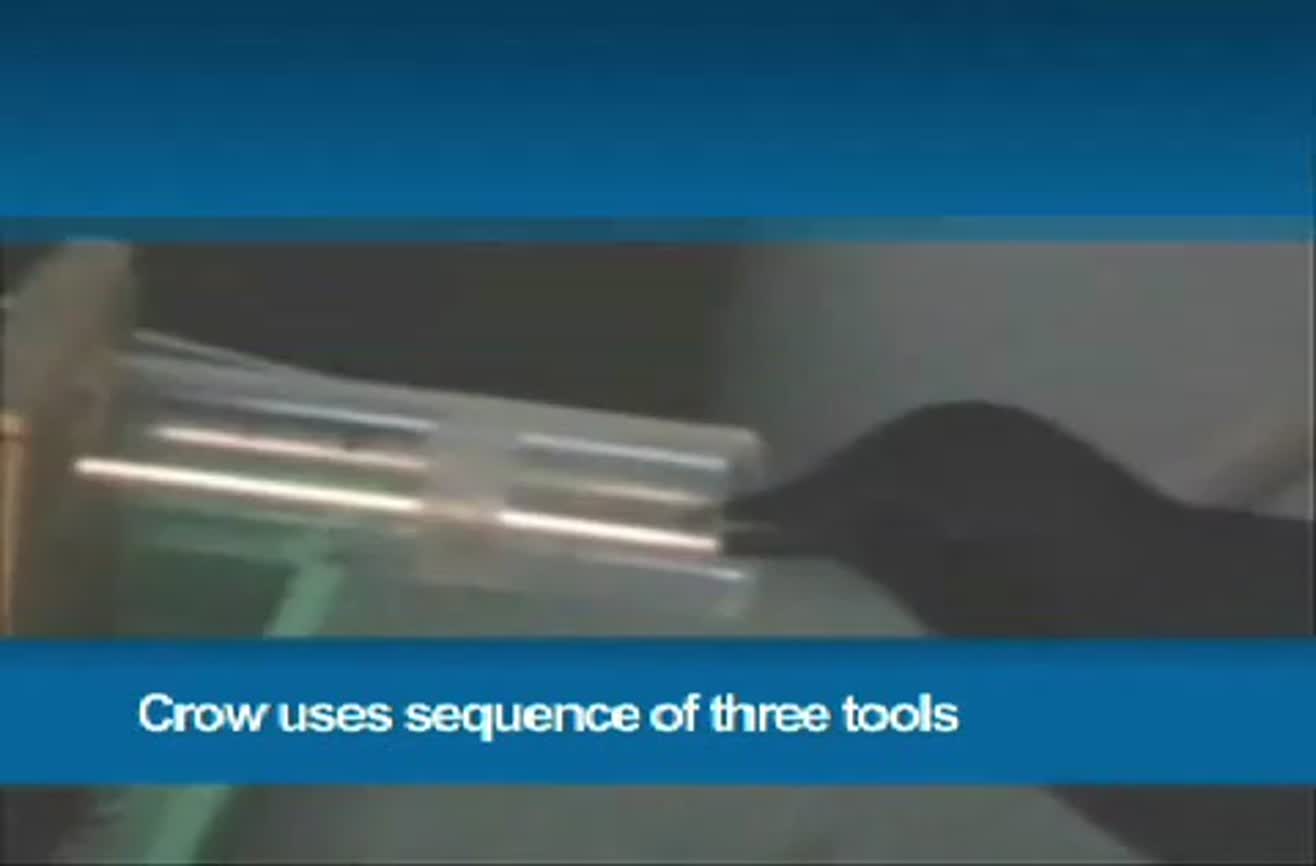 Crow uses sequence of three tools.