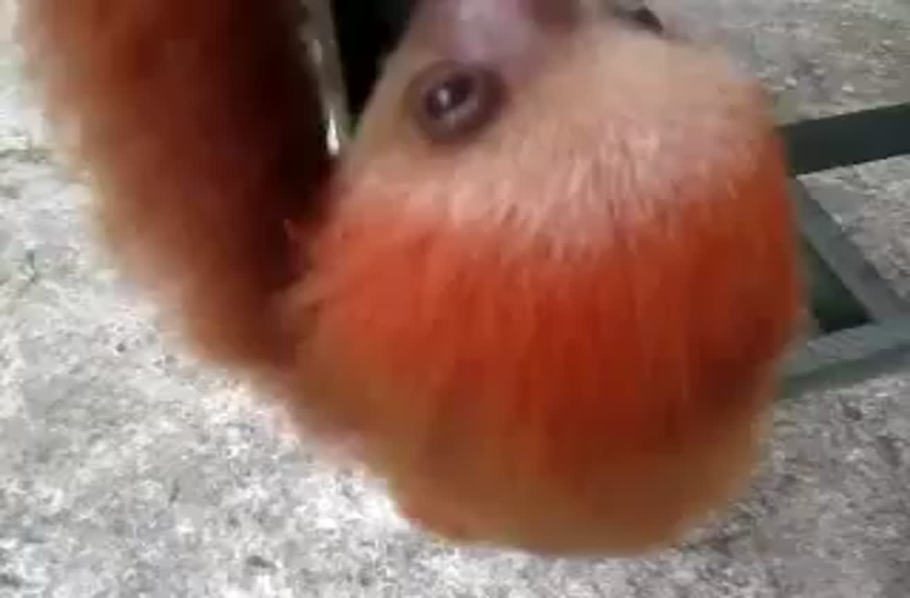 Little baby sloth will melt your heart.