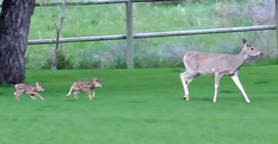 Man sees doe abandon an injured fawn, rescues it.