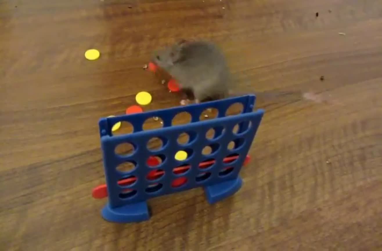 A very intelligent mouse.