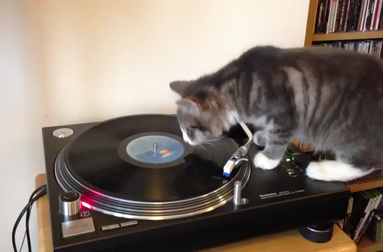 A cat playing a Bob Marley vinyl record.