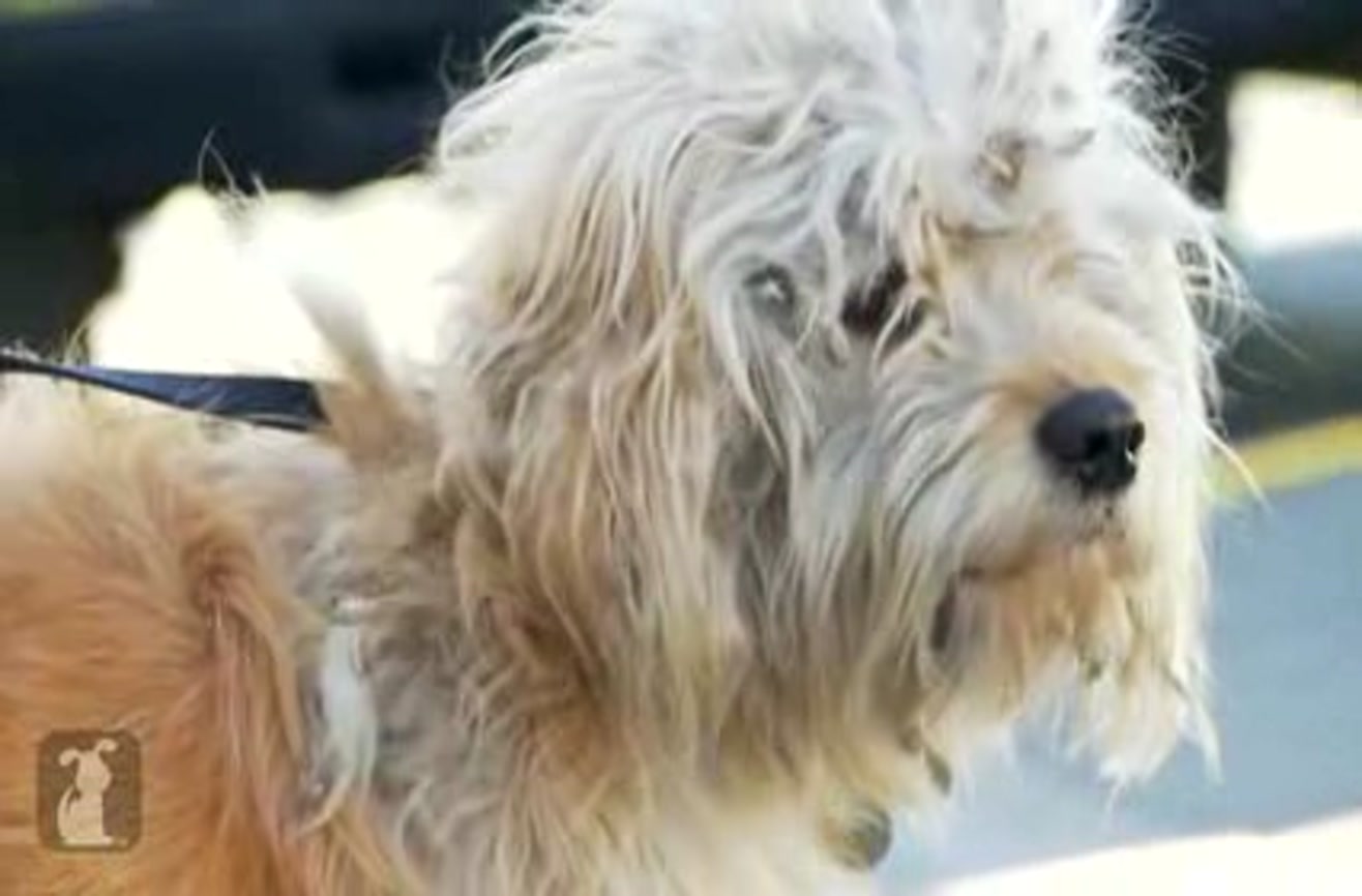 This homeless dog gets a makeover that saves his life.