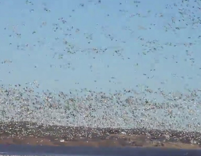 There are too many geese in this video.