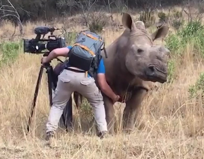 Nature videographer gives rhino a belly rub.