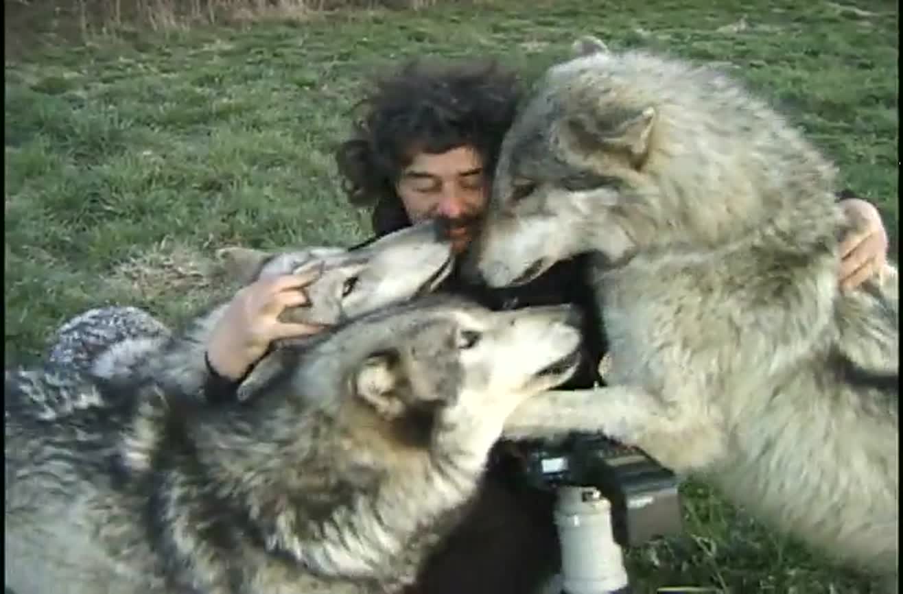 How to photograph wolves at Wolf Park.