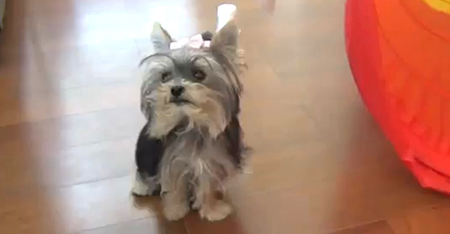 A cute and smart Yorkie puppy.