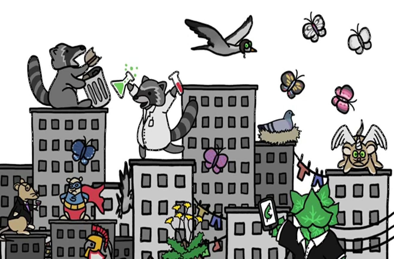 How some species successfully adapt to living in the city.