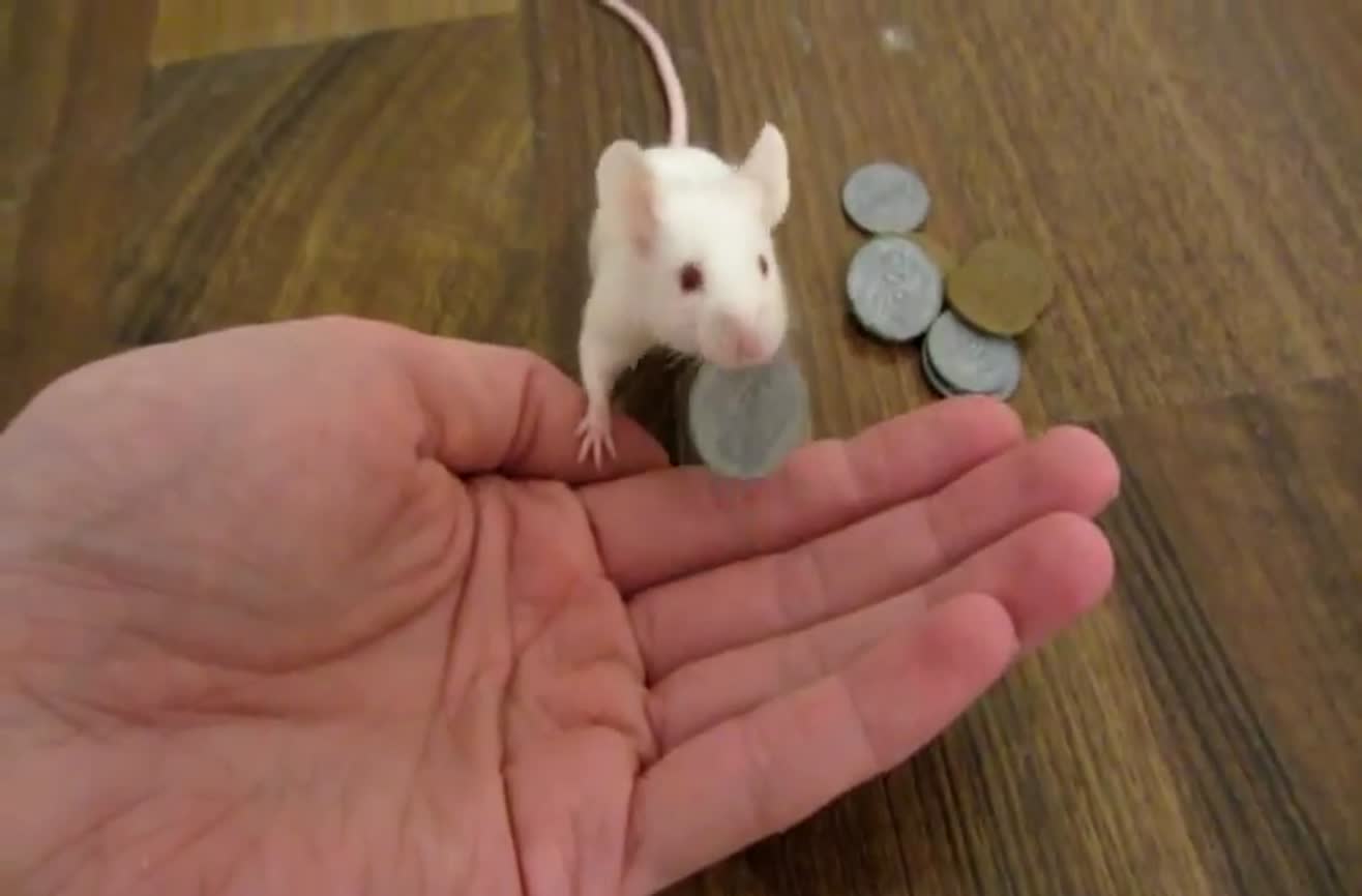 Smart mouse buys herself a treat.