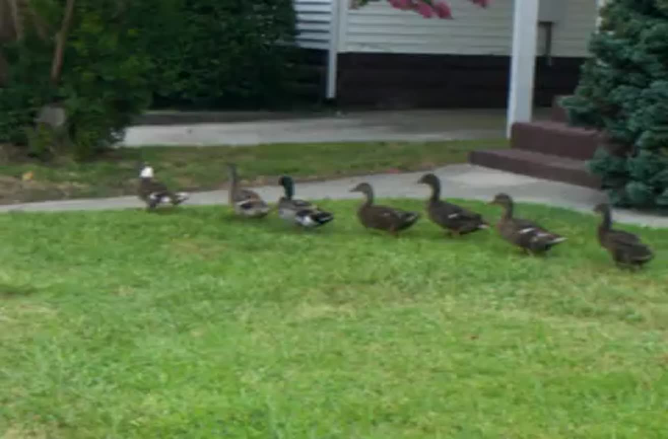 Nonchalant ducks crossing the street.