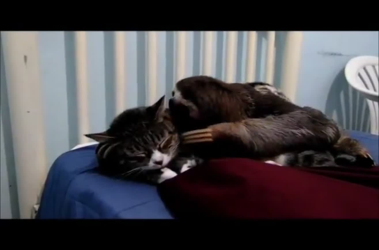 Sloth cuddles with a cat.