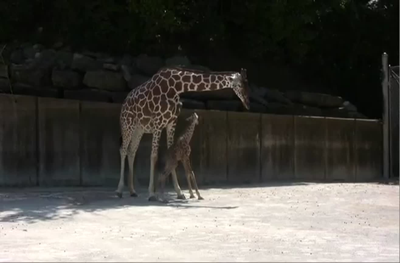 Giraffe birth at Memphis Zoo.