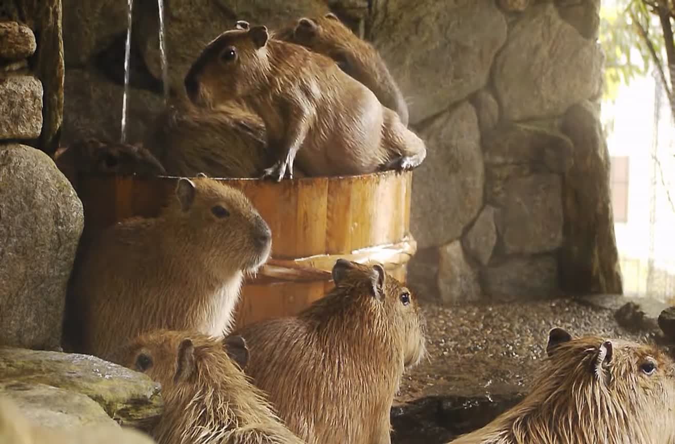 Capybaras enjoy a hot bath.