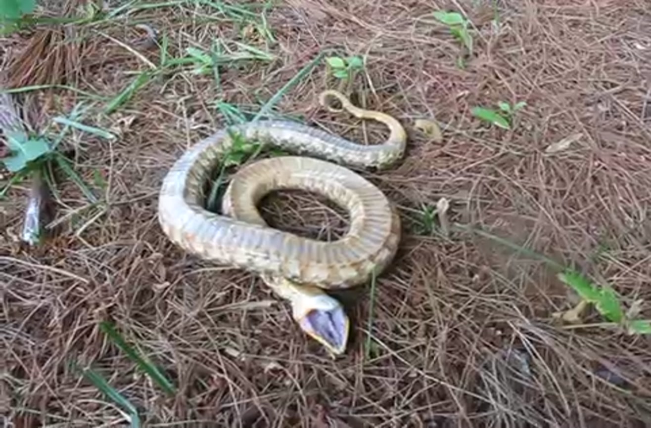 This snake's "playing dead" act is award worthy.