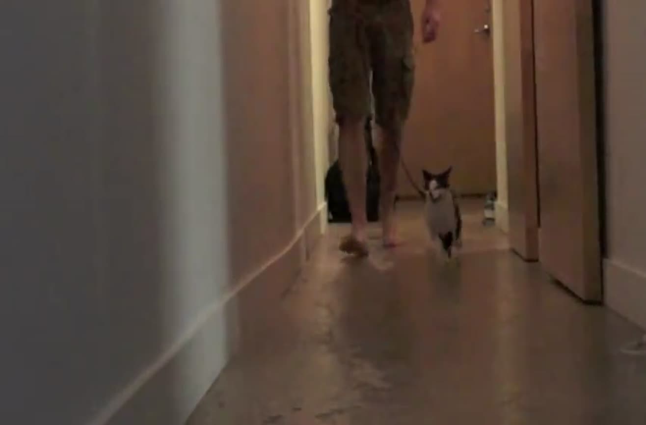 Kodi the Kitten: How to walk your human.