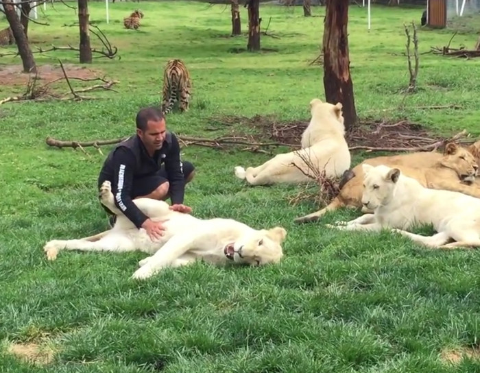 Tiger saves man from leopard attack.