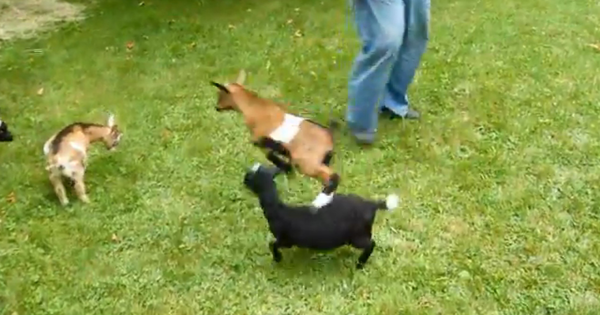 Buttermilk, a mischievous five-week-old goat, plays with her friends.