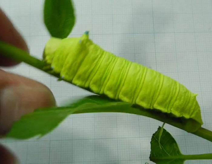 Caterpillar squeaks when human touches it.