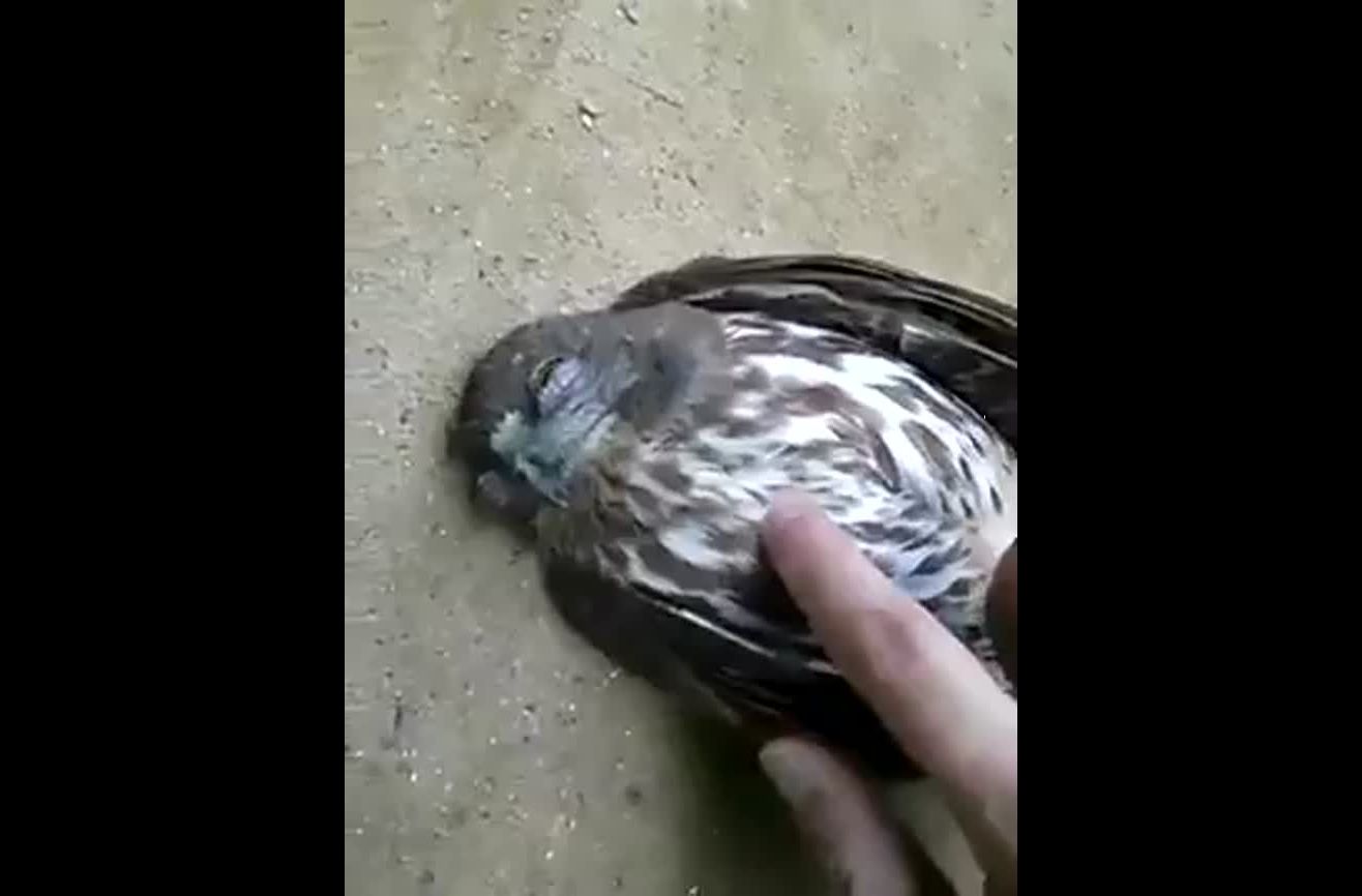 Friendly Korean checks to see if owl is still alive.