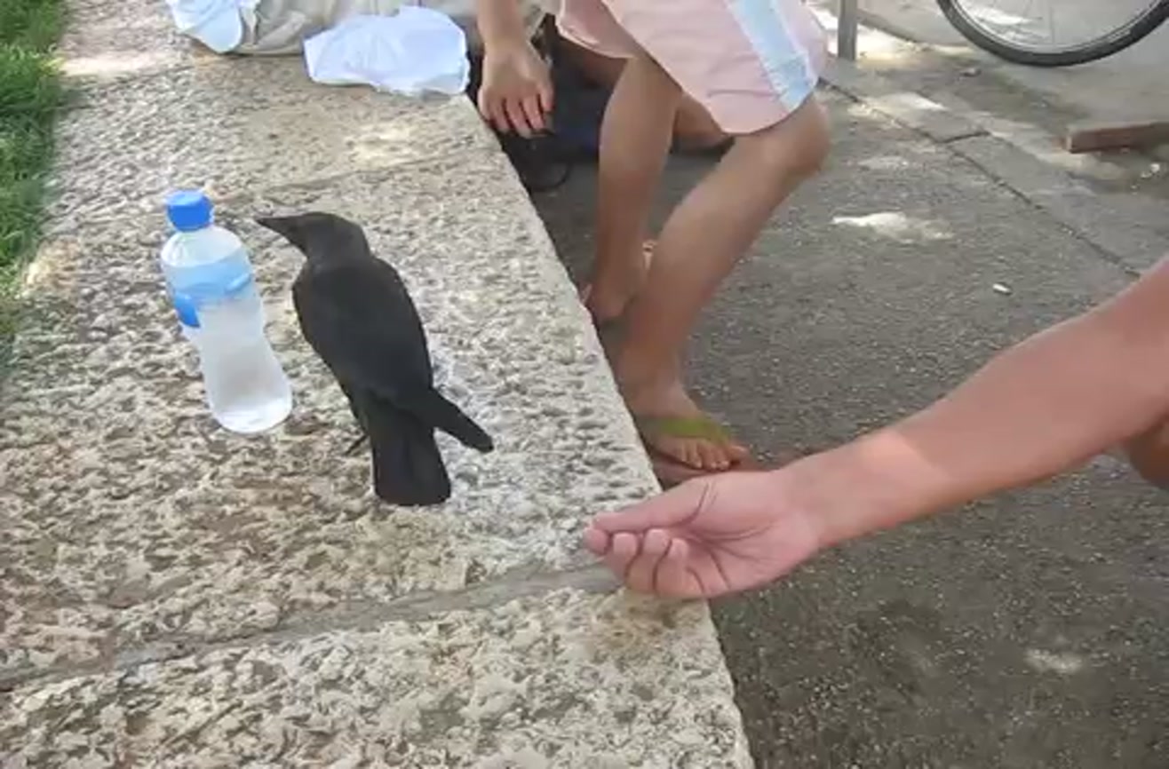 A thirsty crow comes to humans for help.