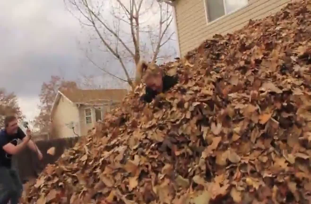 World's biggest pile of leaves.