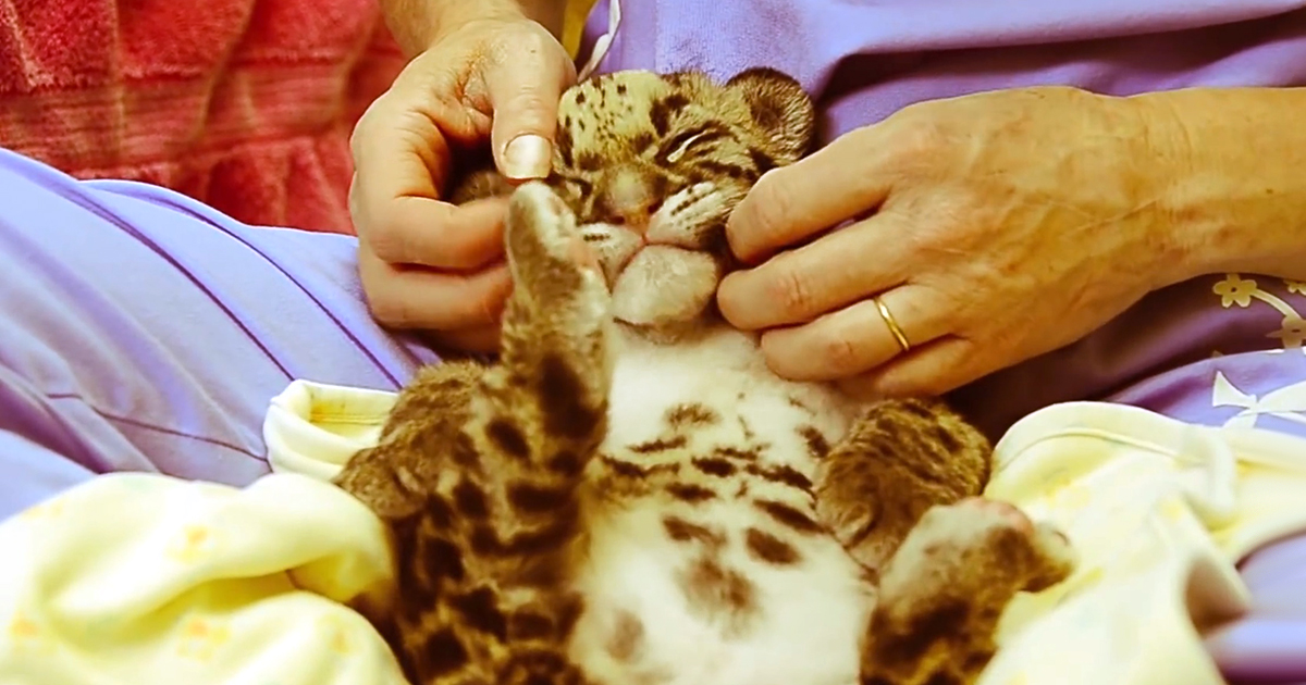 Tickling a leopard.
