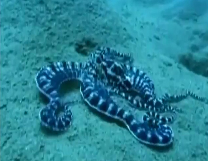 This octopus can morph into different animals.