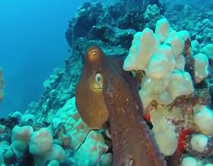 This incredible octopus looks psychedelic.