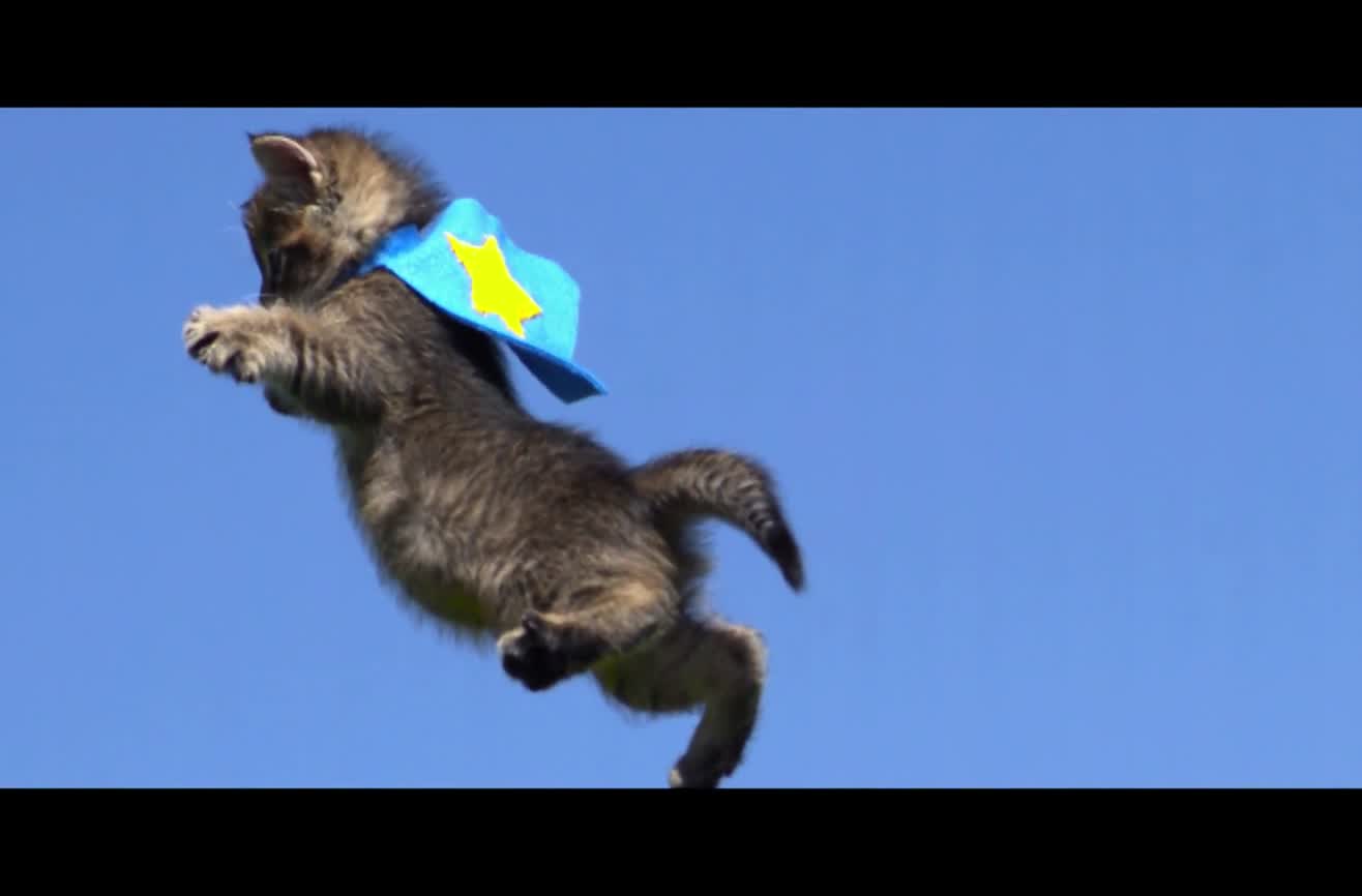 Dubstep Cat Gif Trampoline