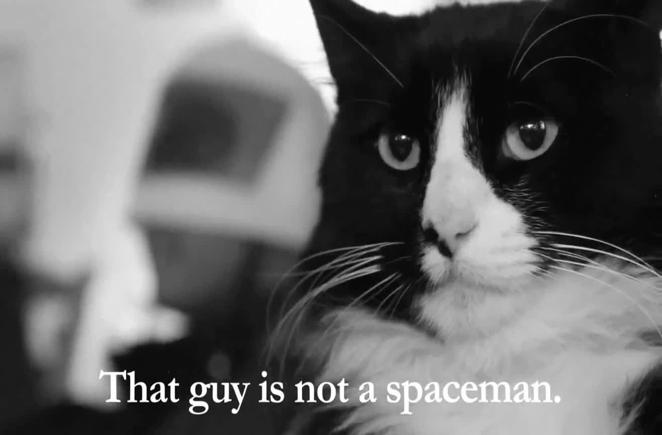 Henri the Cat on Halloween.