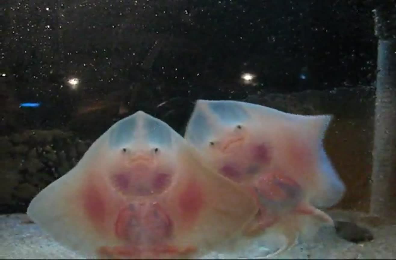 Dancing baby stingrays.