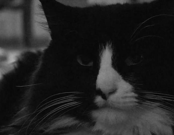 Meet Henri, the existential cat.