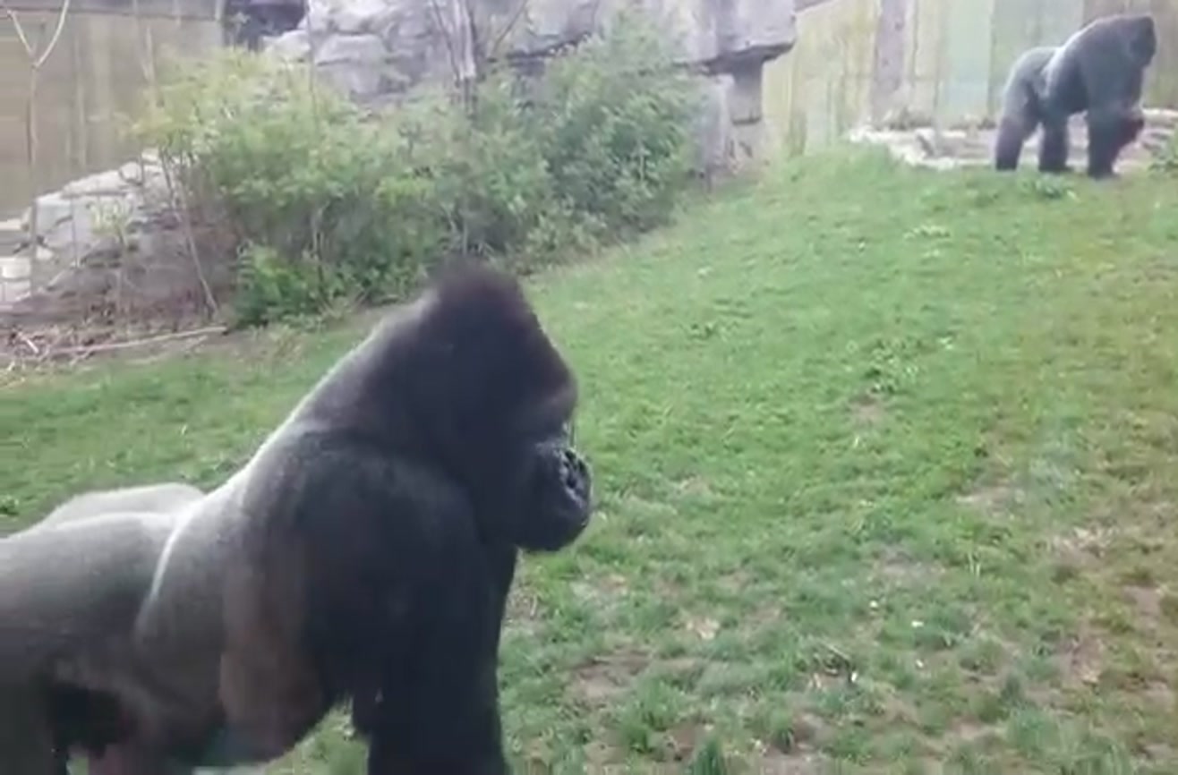 Zoo's safety glass is no match for the charge of an adult male ...