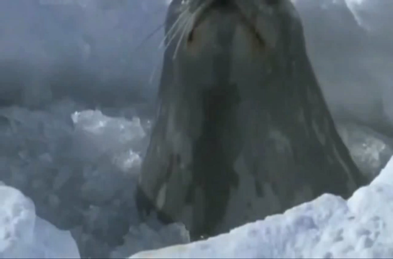 These animals are clearly worked up about something.