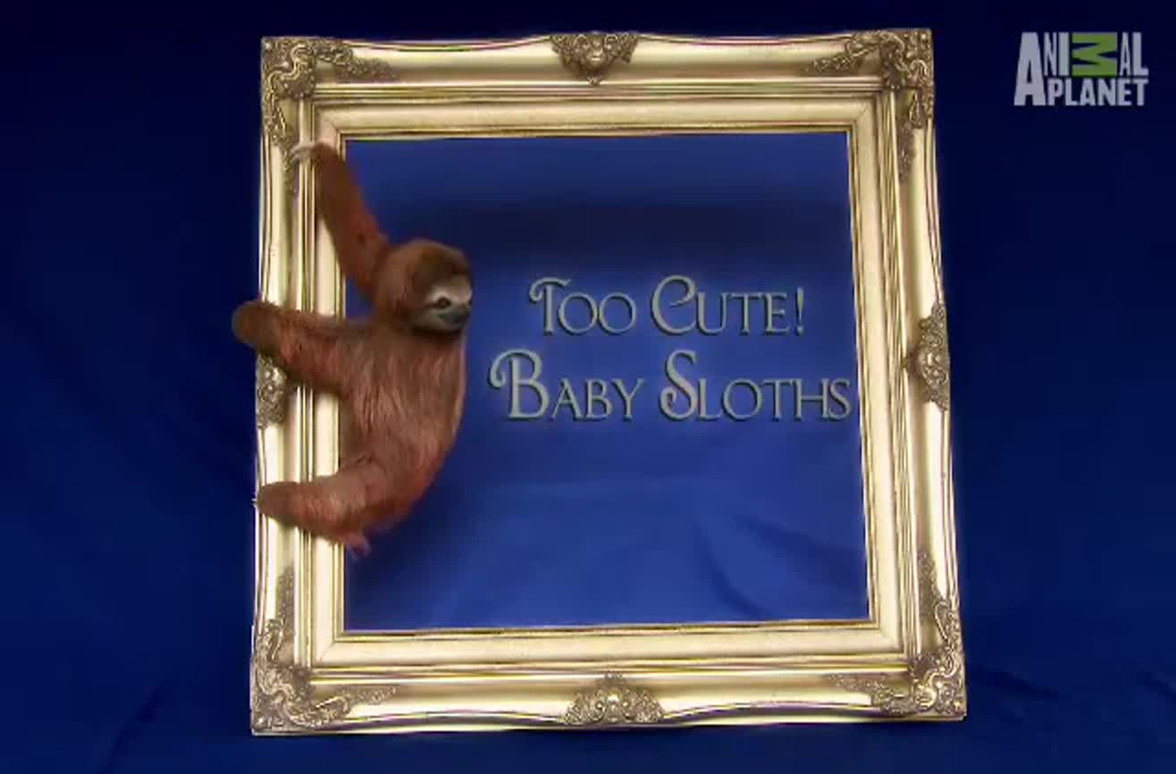 Bath time for baby sloths.