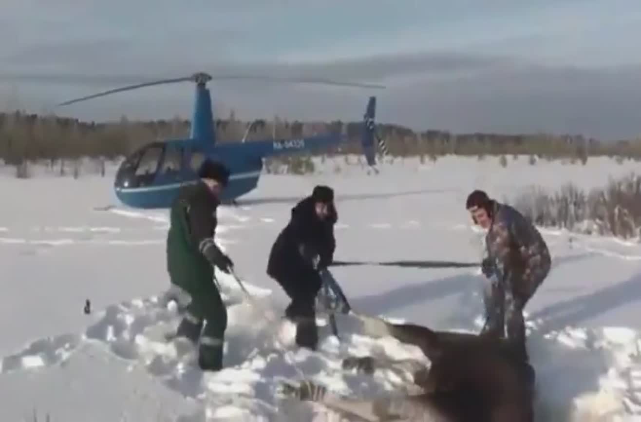 Russian folks save a moose from freezing to death.