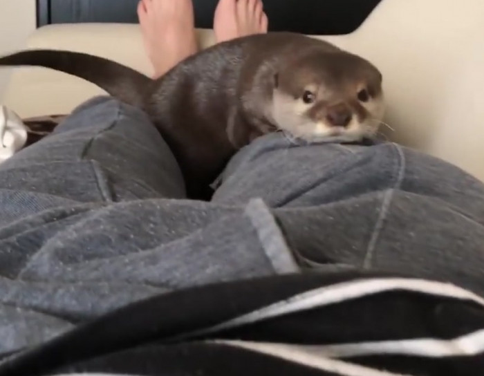 Morning greeting otter.