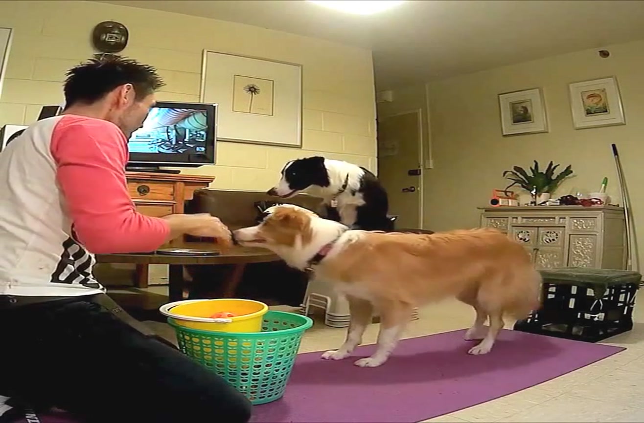 Talented dog learns to play an advanced game of catch.