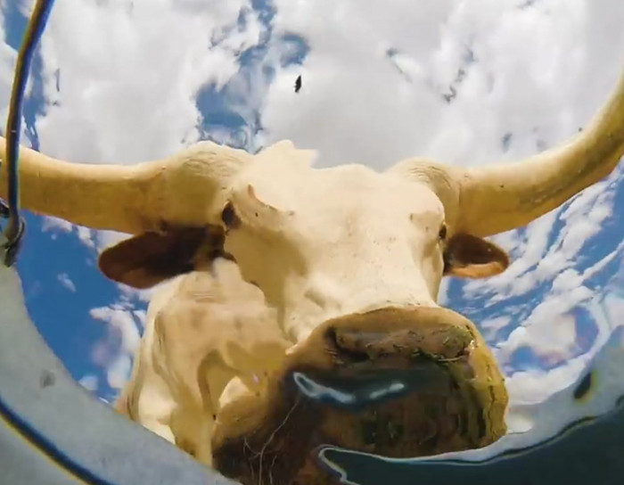 Camera placed at the bottom of a bucket with animals drinking from the ...