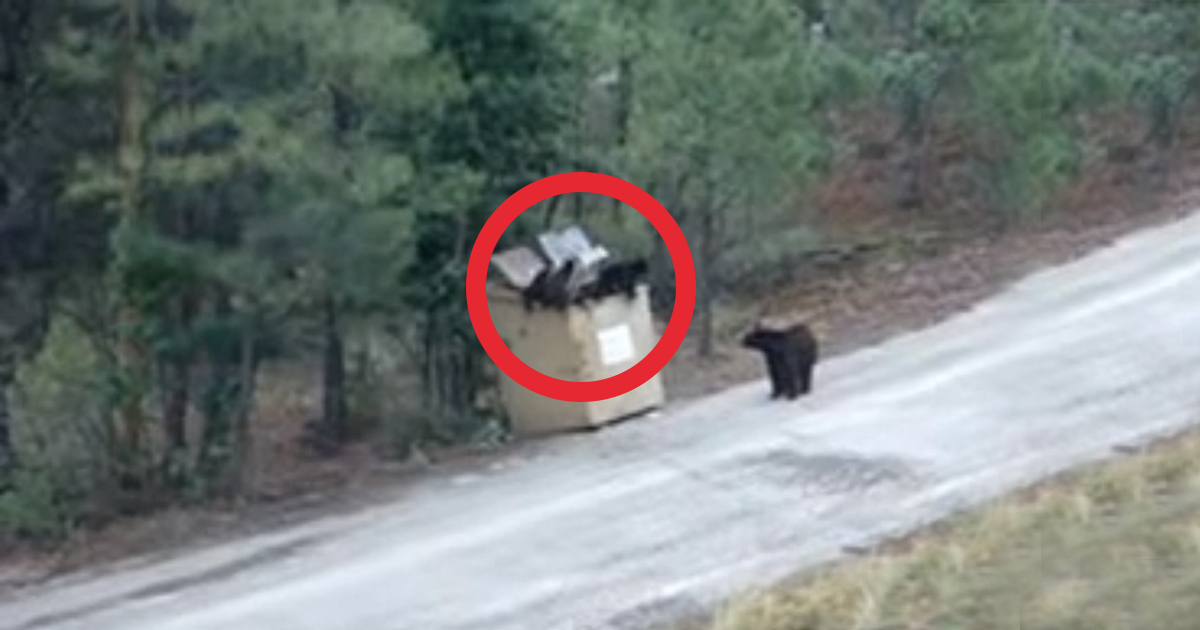 People rescue three bear cubs stuck in dumpster.