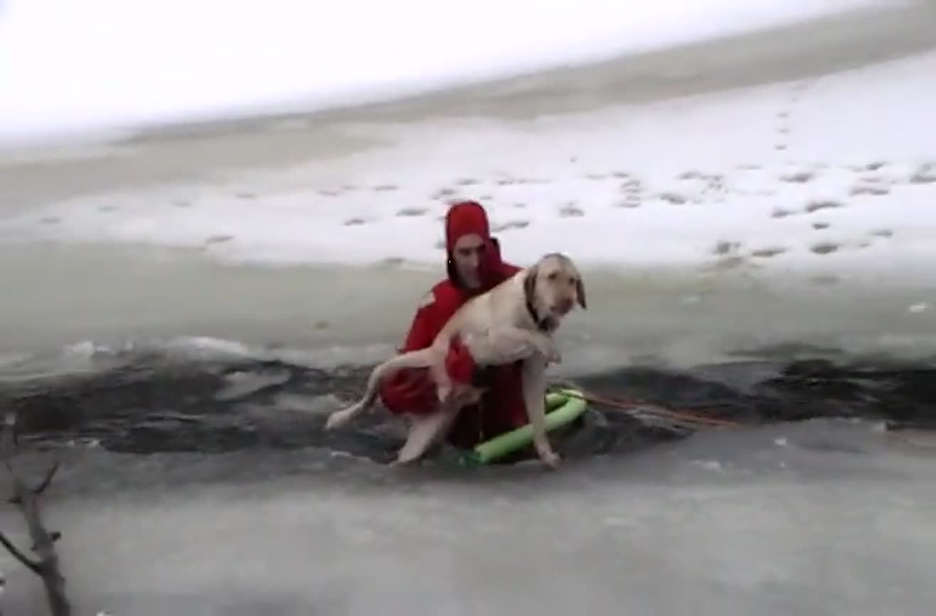 Yellow Lab rescued from icy river.